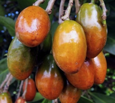 KeySar Dog Rescue - Outdoor Hazards To Pets