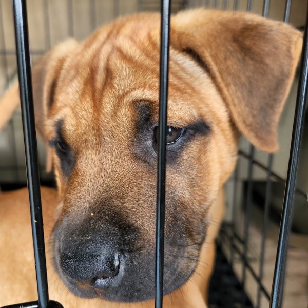 KeySar Rescue - Gallery