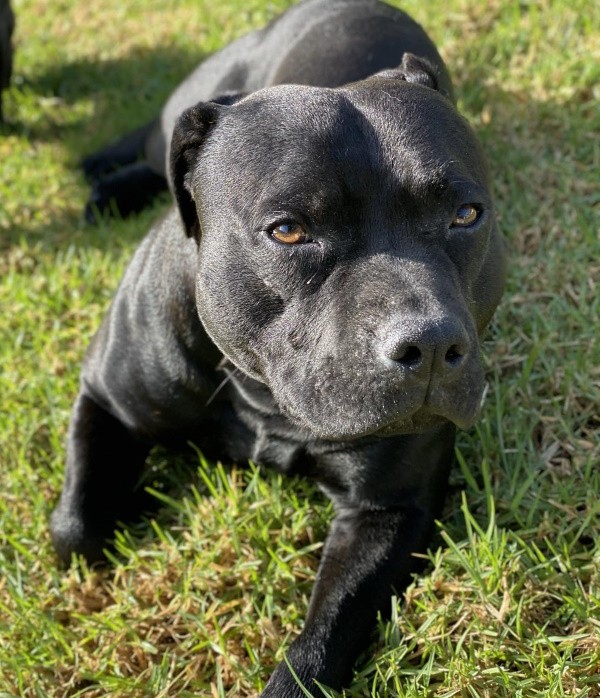 KeySar Dog Rescue - Otis