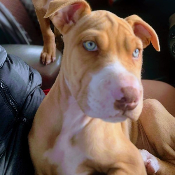 KeySar Rescue - Adopt